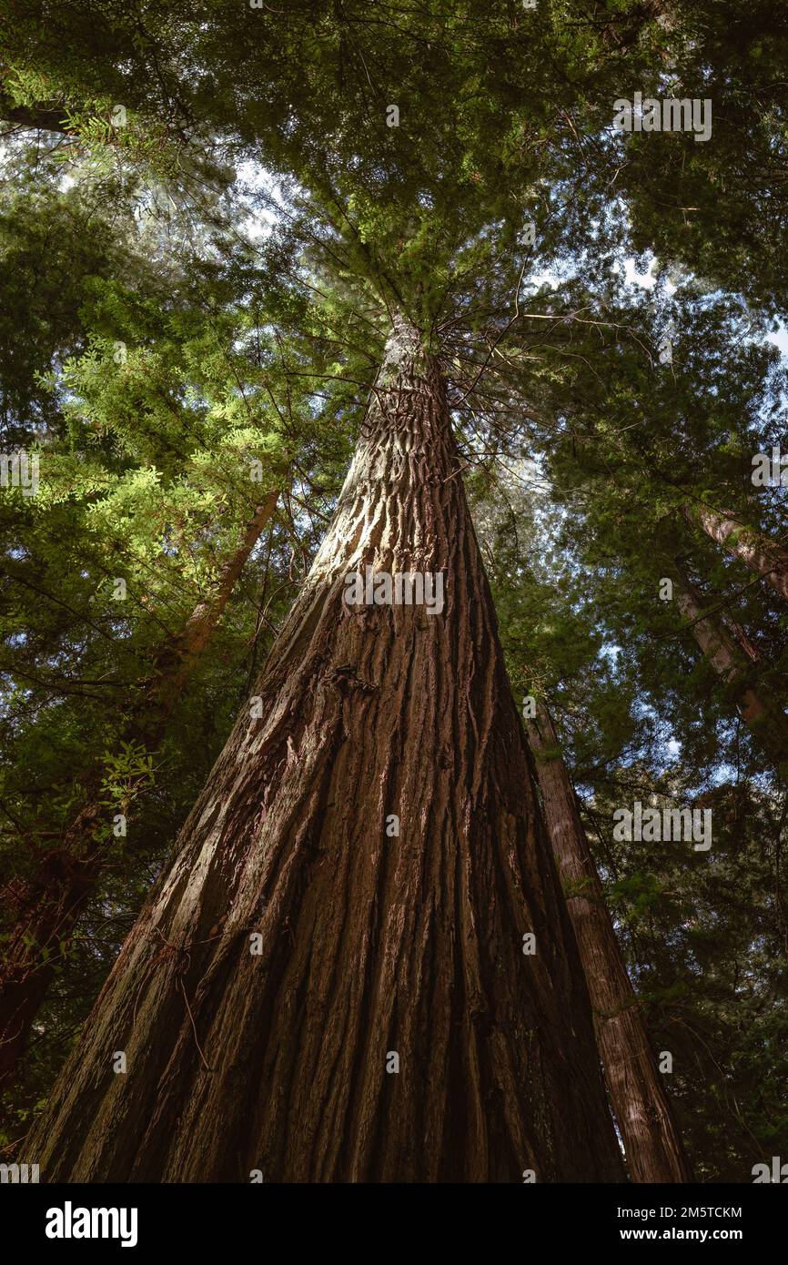 Giant redwood trees in a Humboldt forest, California Stock Photo - Alamy