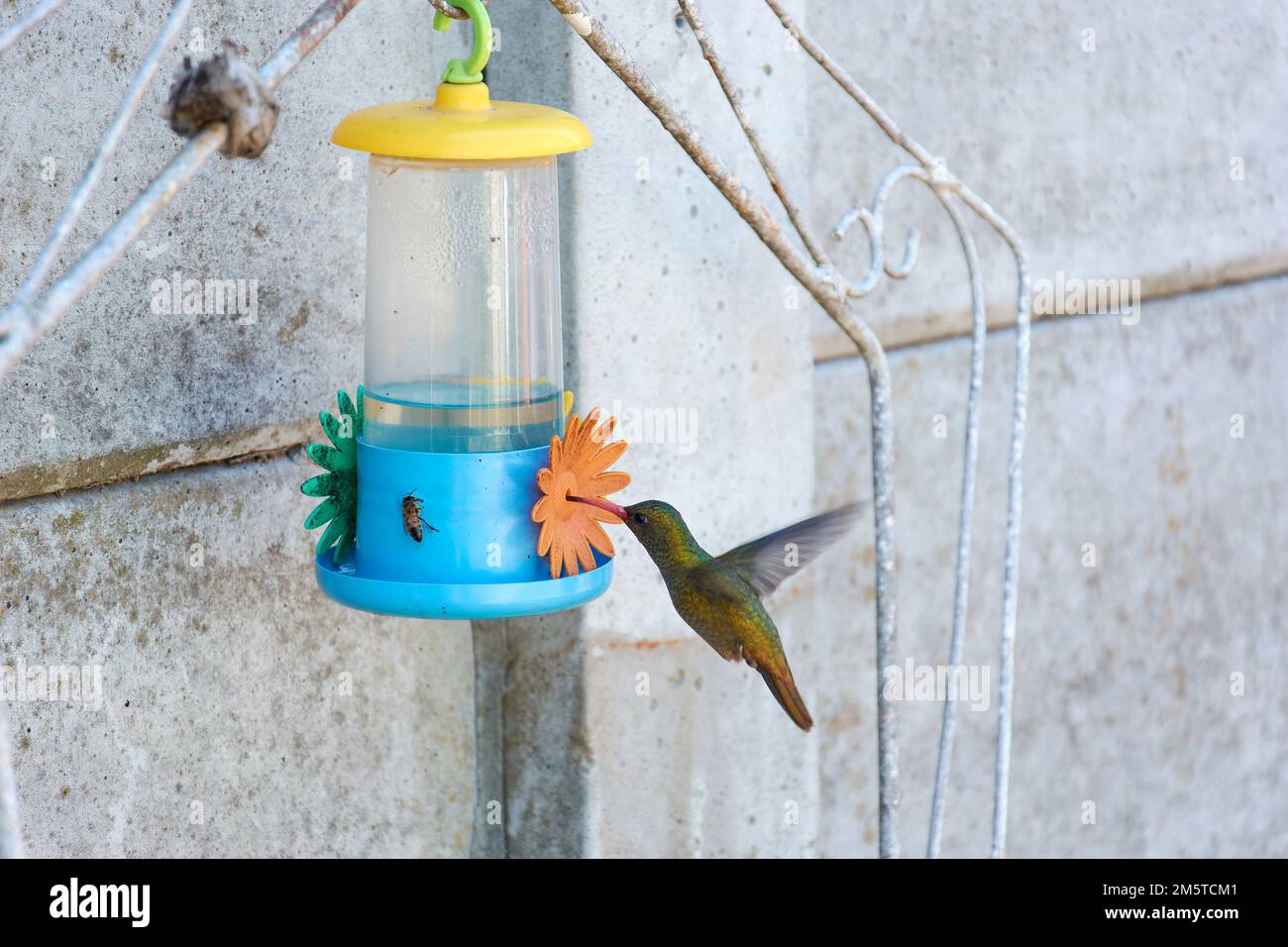 Hummingbird and honey bee gathering sugar water from artificial feeder ...