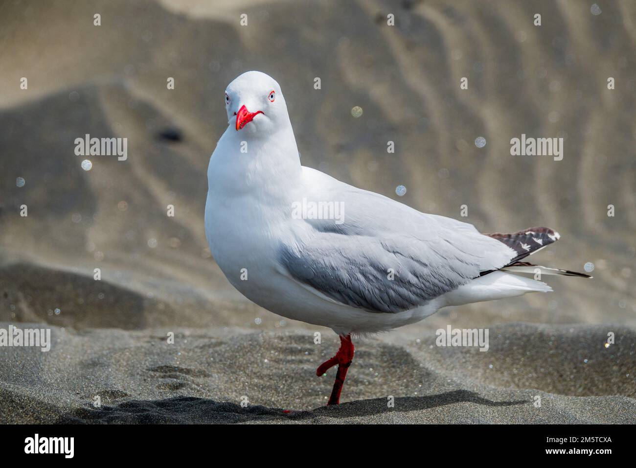 A red-billed gull on a coast Stock Photo - Alamy