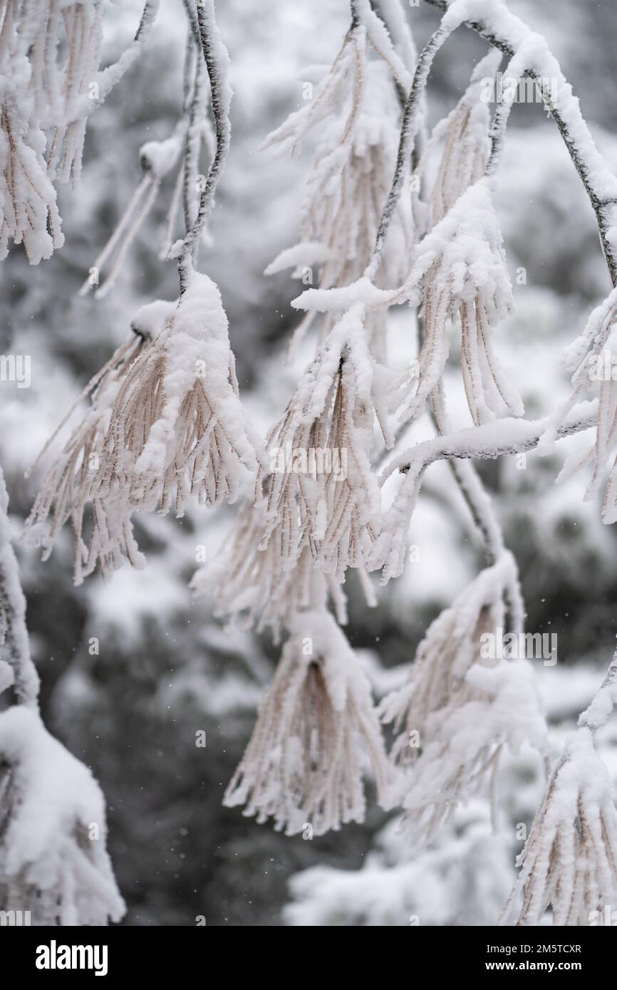 Branch tree with sprouts bent down under load snow that stuck to plant ...