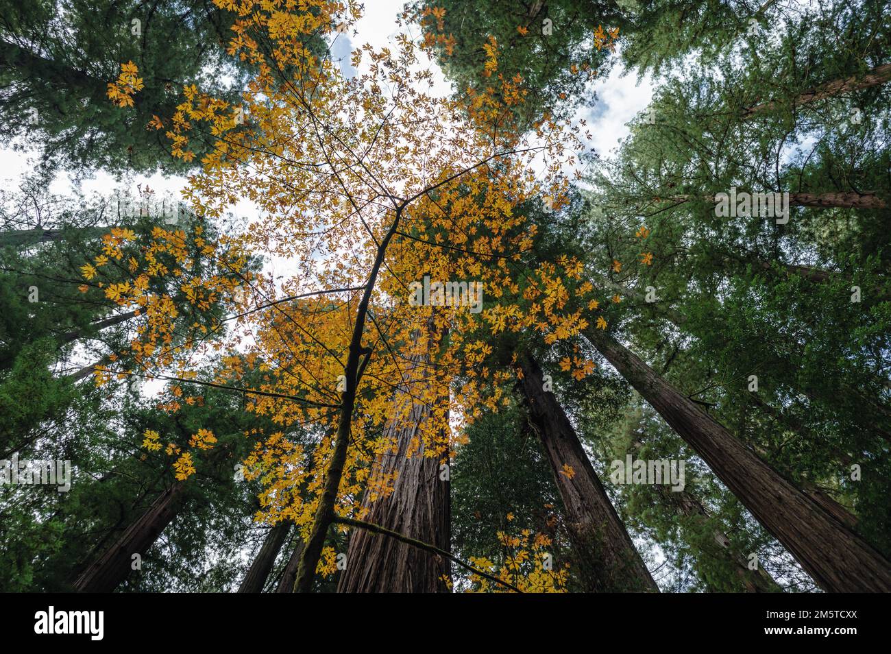 Giant coastal redwood trees and yellow vine maple Stock Photo - Alamy