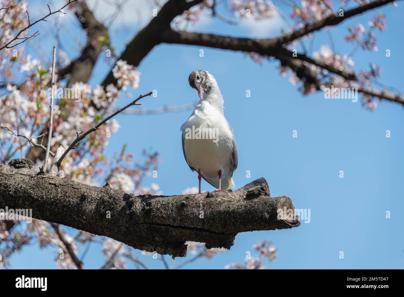 Bird perched on a cherry blossom tree and pruning its feathers. Tokyo ...