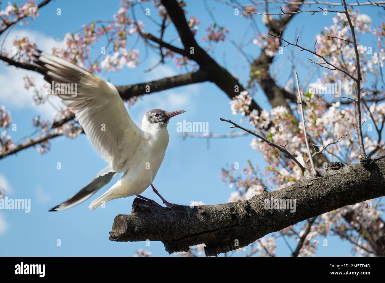 Bird perches on a cherry blossom tree, stretches its wings ready to fly ...