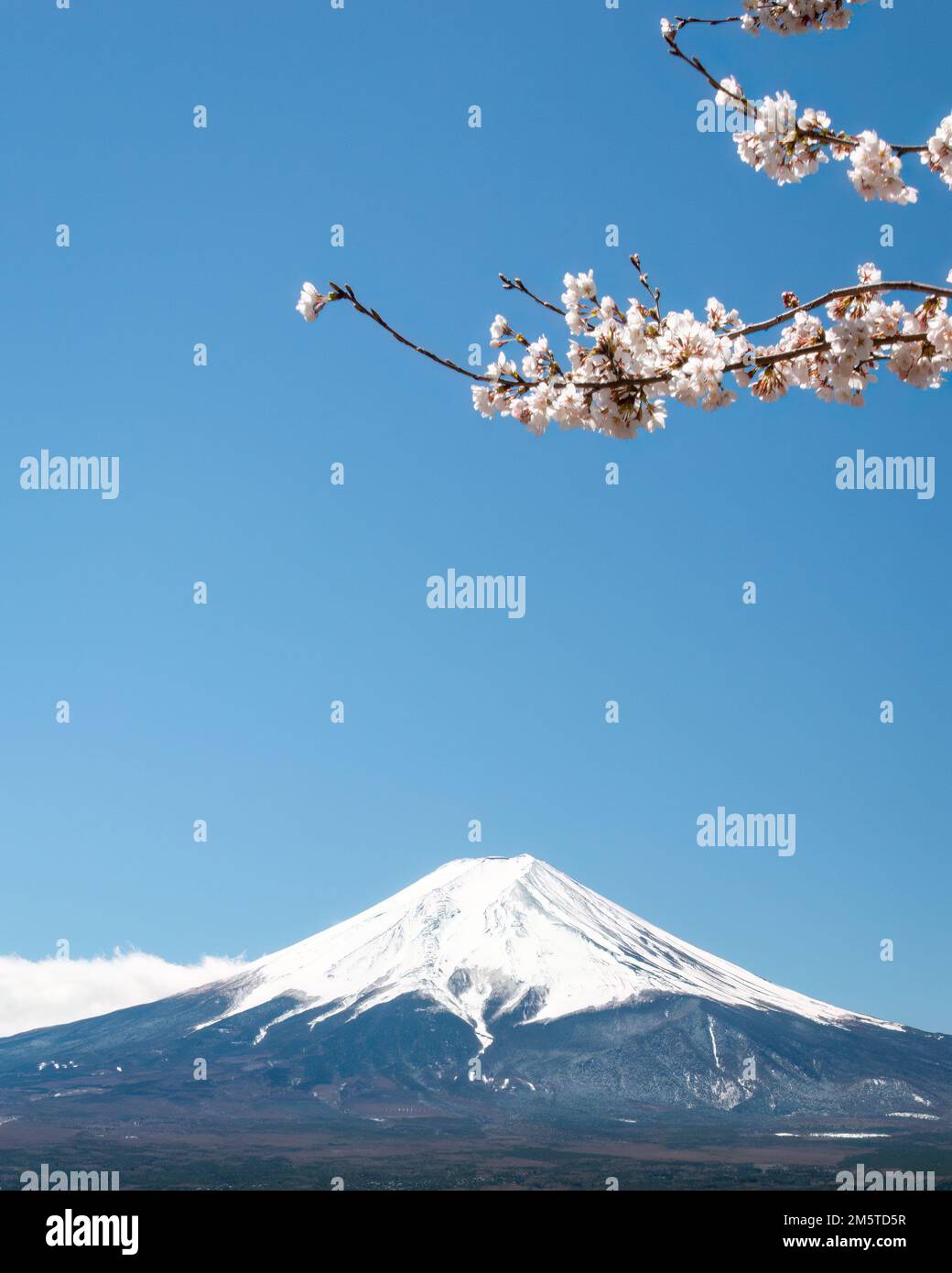 Snow-capped Mt. Fuji with cherry blossom at the top of frame. Blue sky ...