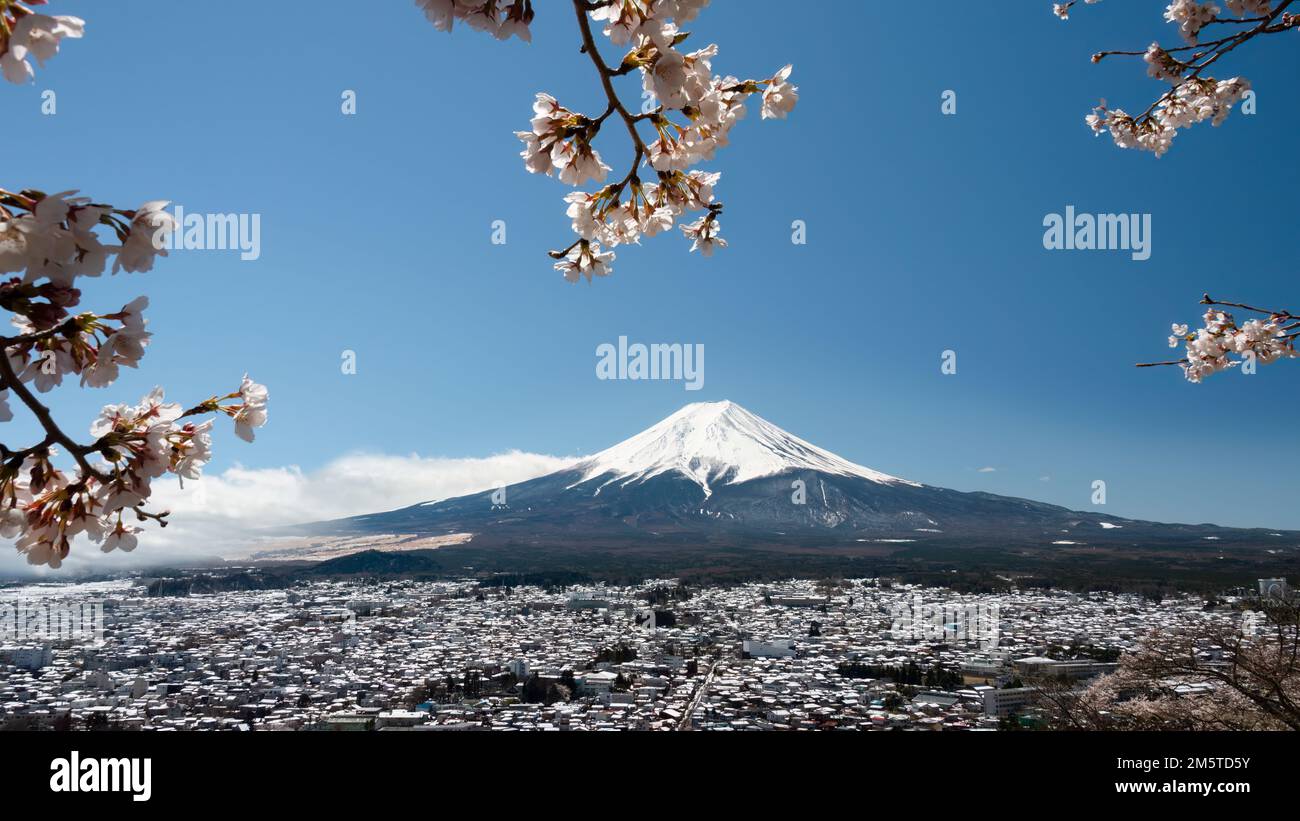 Snow-capped Mt. Fuji framed by cherry blossom, Fuji five lakes region ...