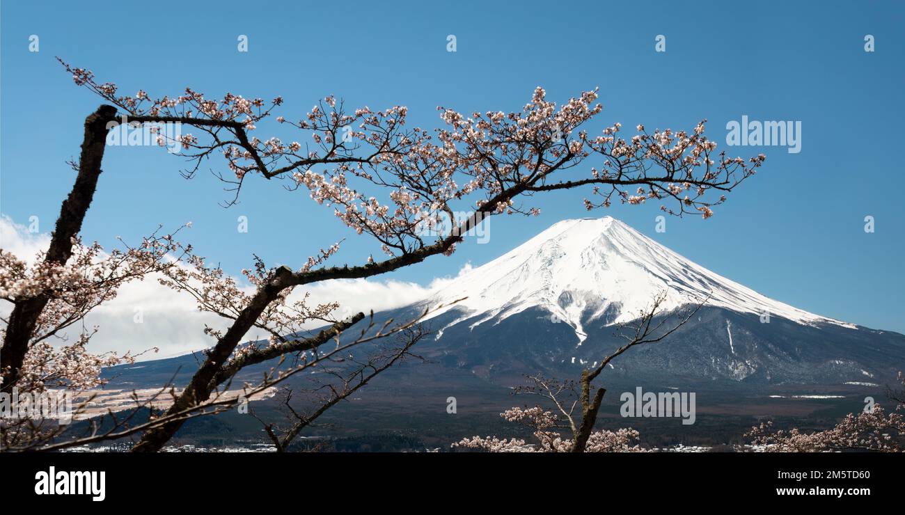 Blooming cherry blossom with Snow-capped Mt. Fuji in the distance, Fuji ...