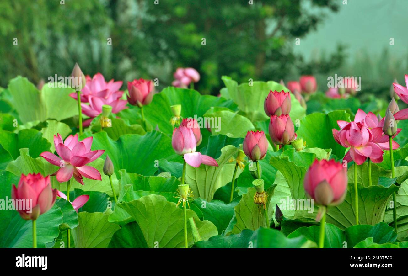 Blossoming lotus flowers Stock Photo - Alamy