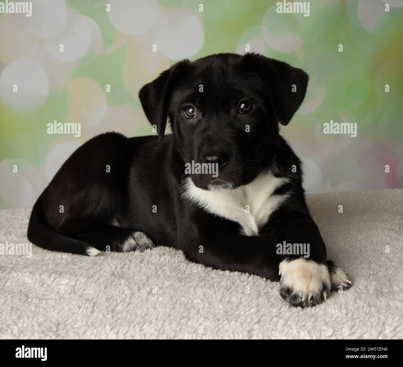 Mastiff Lab Mix Puppy For Sale at Lucy Dean blog