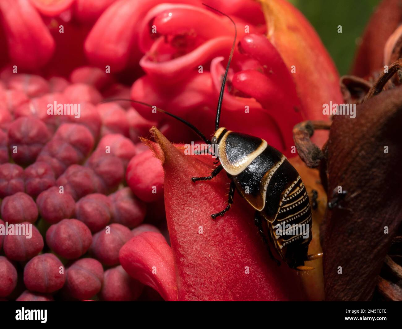 Australian cockroach hi-res stock photography and images - Alamy