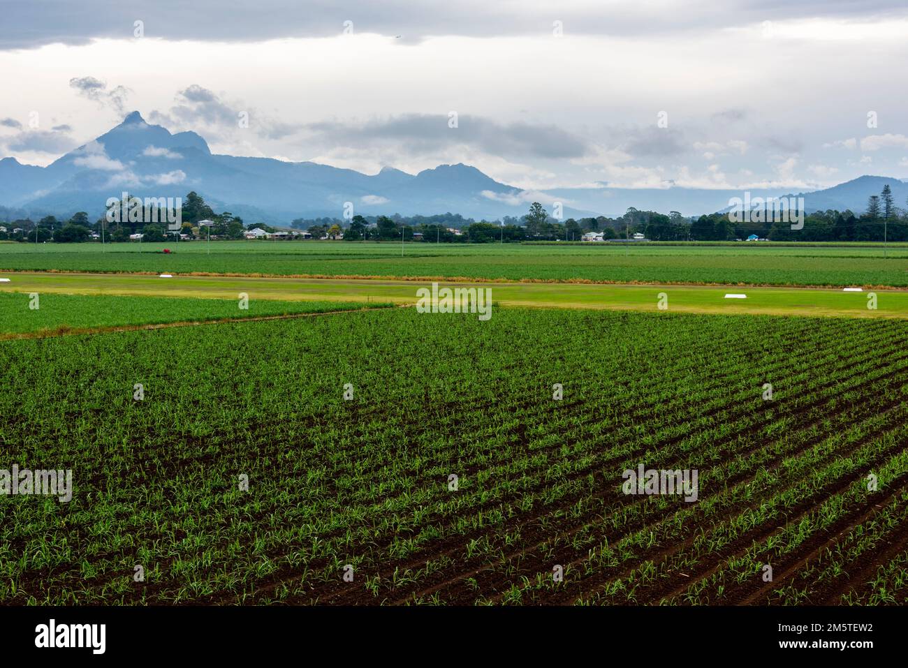 View of Mount Warning (Wollumbin) across the cane fields of ...