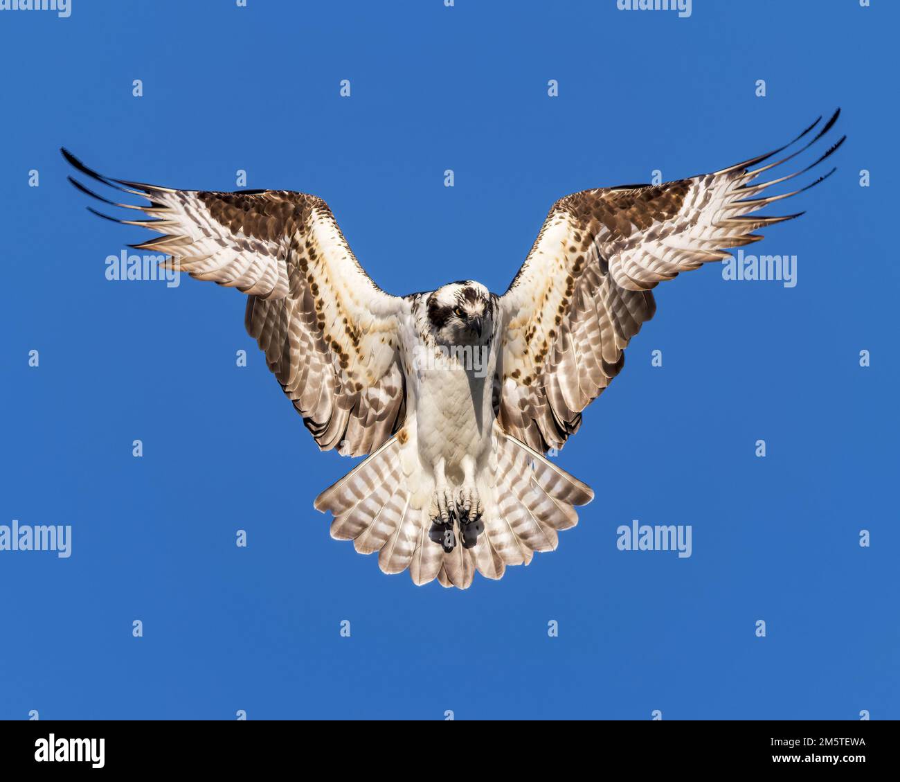 Osprey in flight with wings spread hi-res stock photography and images ...