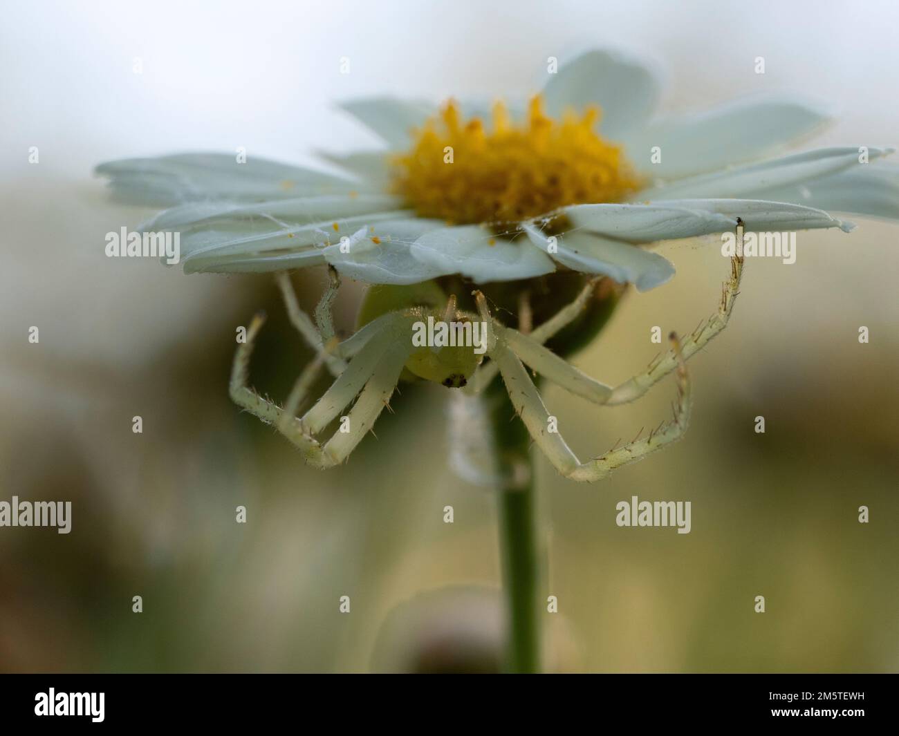 Australian crab spider on daisy flower Stock Photo - Alamy