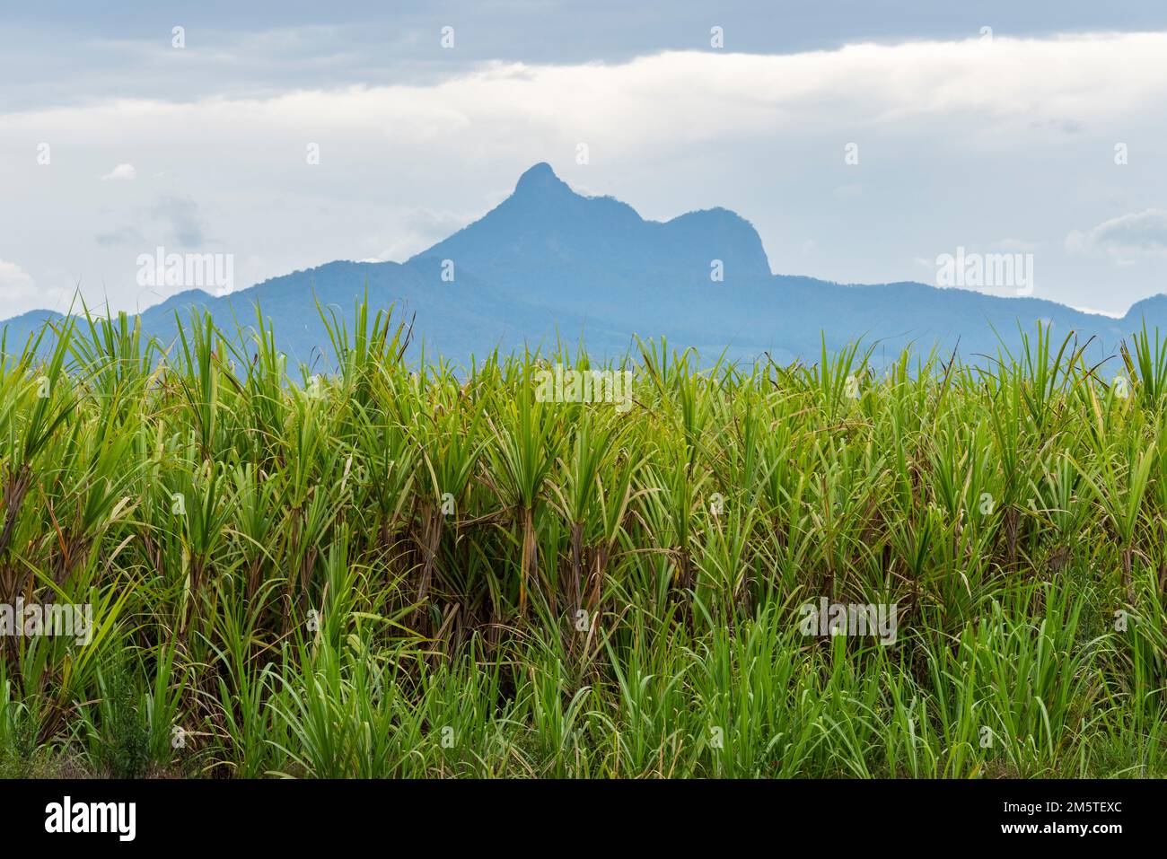 View of Mount Warning (Wollumbin) across the cane fields of ...
