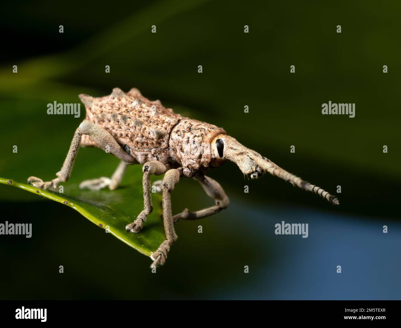 Camellia leaf hi-res stock photography and images - Alamy