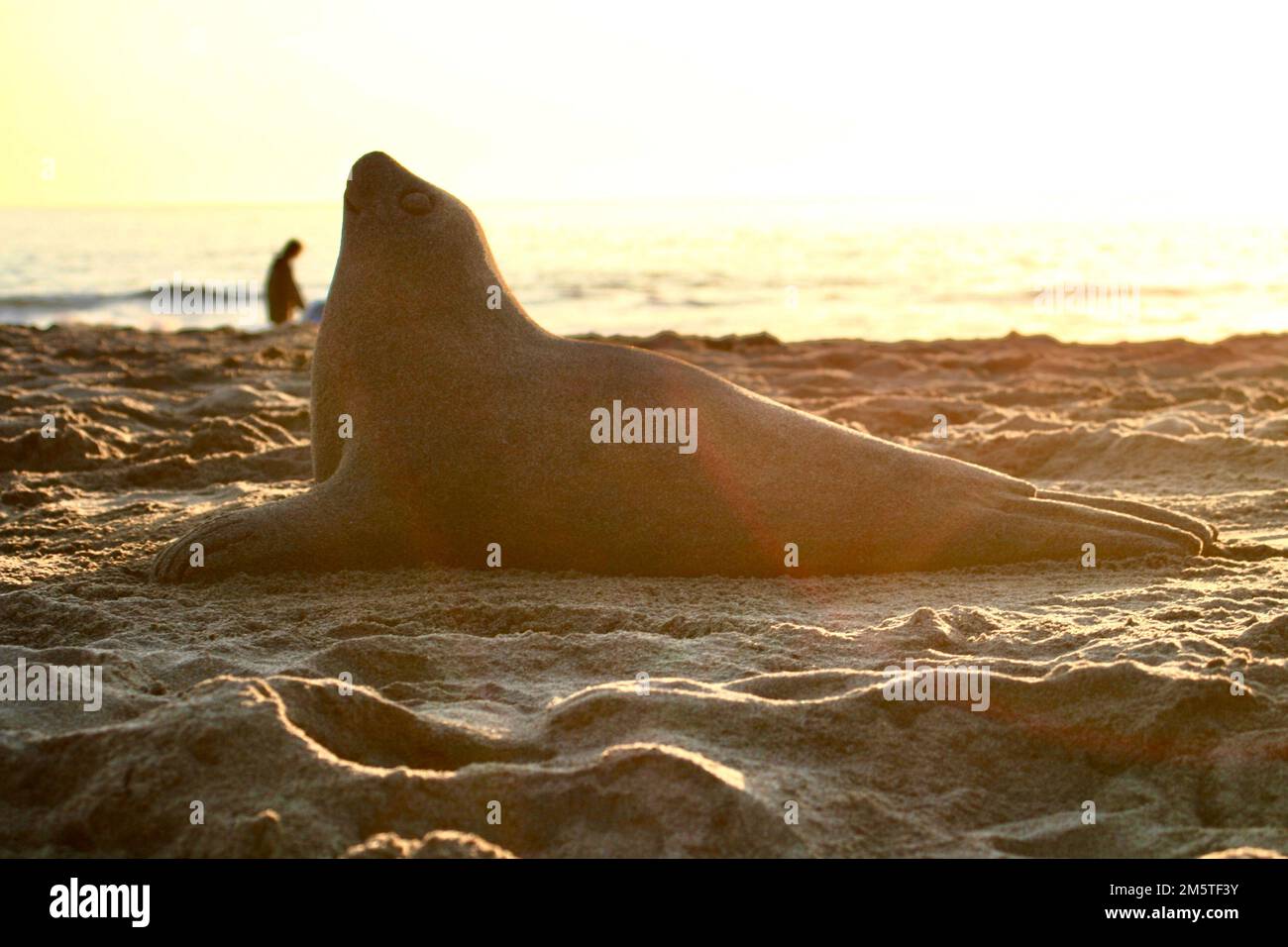 Seal Sand Sculpture Stock Photo - Alamy