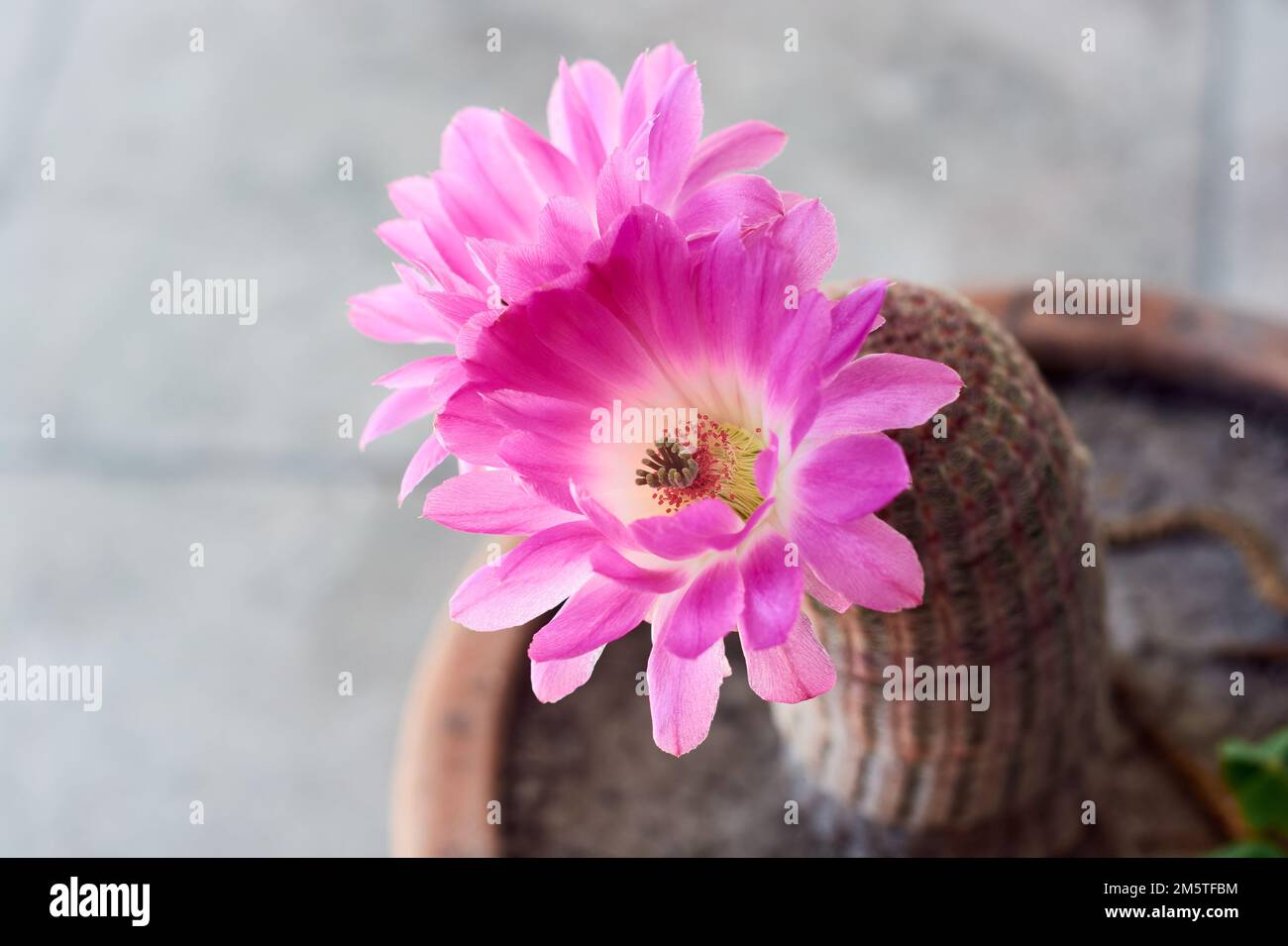 Horizontal close up of big pink blooming flowers of cactus Echinocereus ...