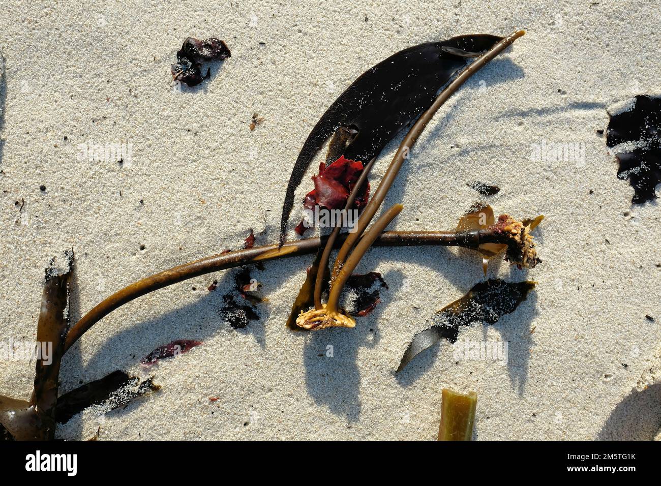 Seaweed washed up on the shore of Gibson Beach at Point Lobos Natural ...