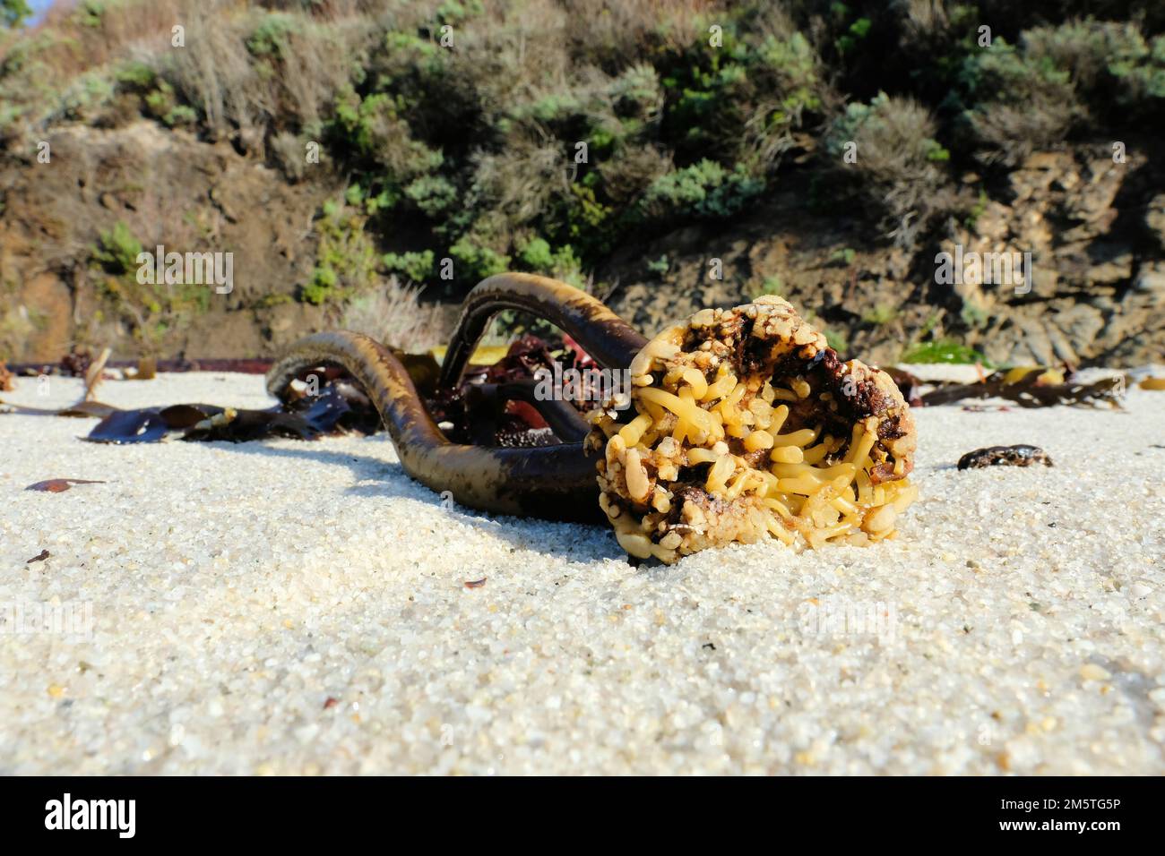 Seaweed washed up on the shore of Gibson Beach at Point Lobos Natural ...