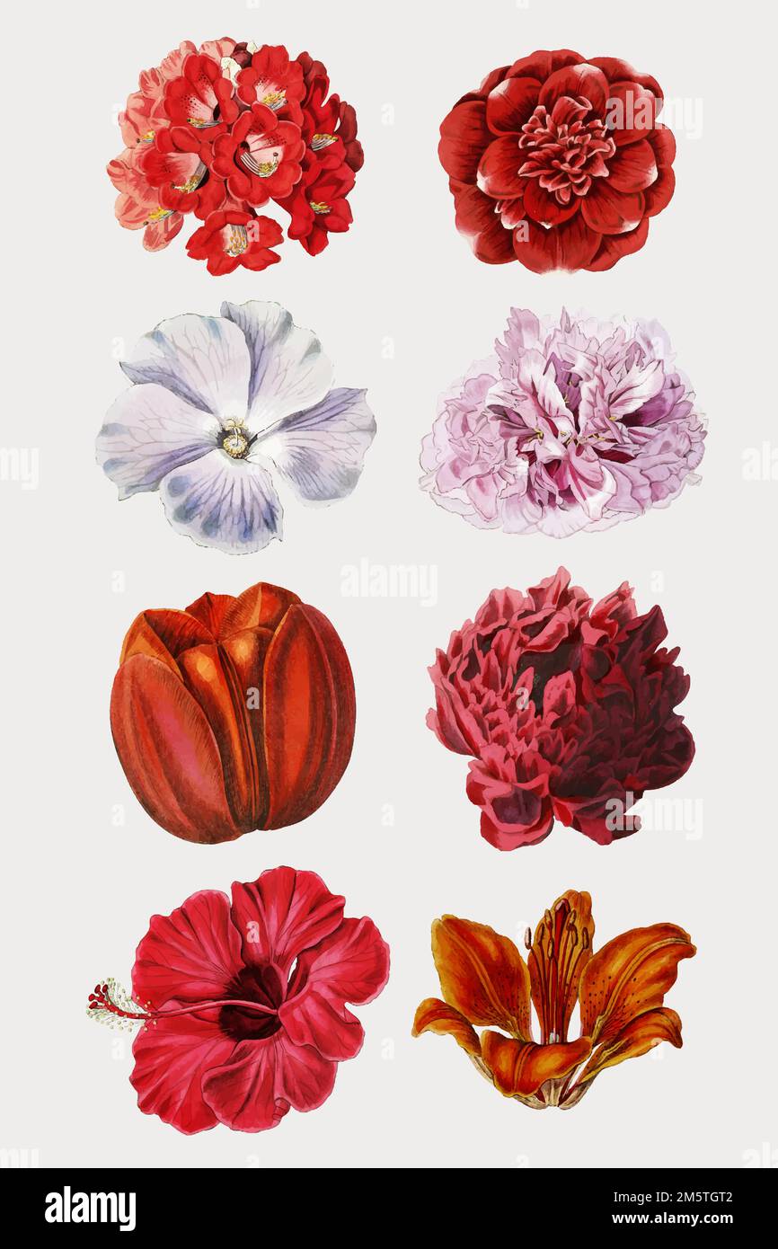 Colorful blooming flowers collection vector Stock Vector Image & Art ...