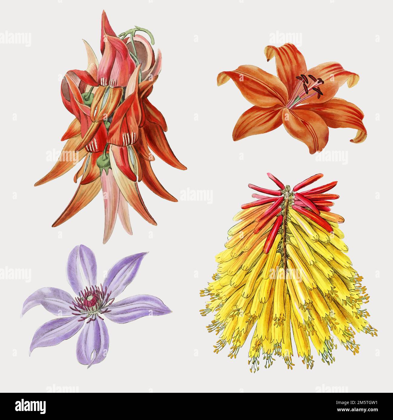 Colorful flowers set watercolor vector Stock Vector Image & Art - Alamy