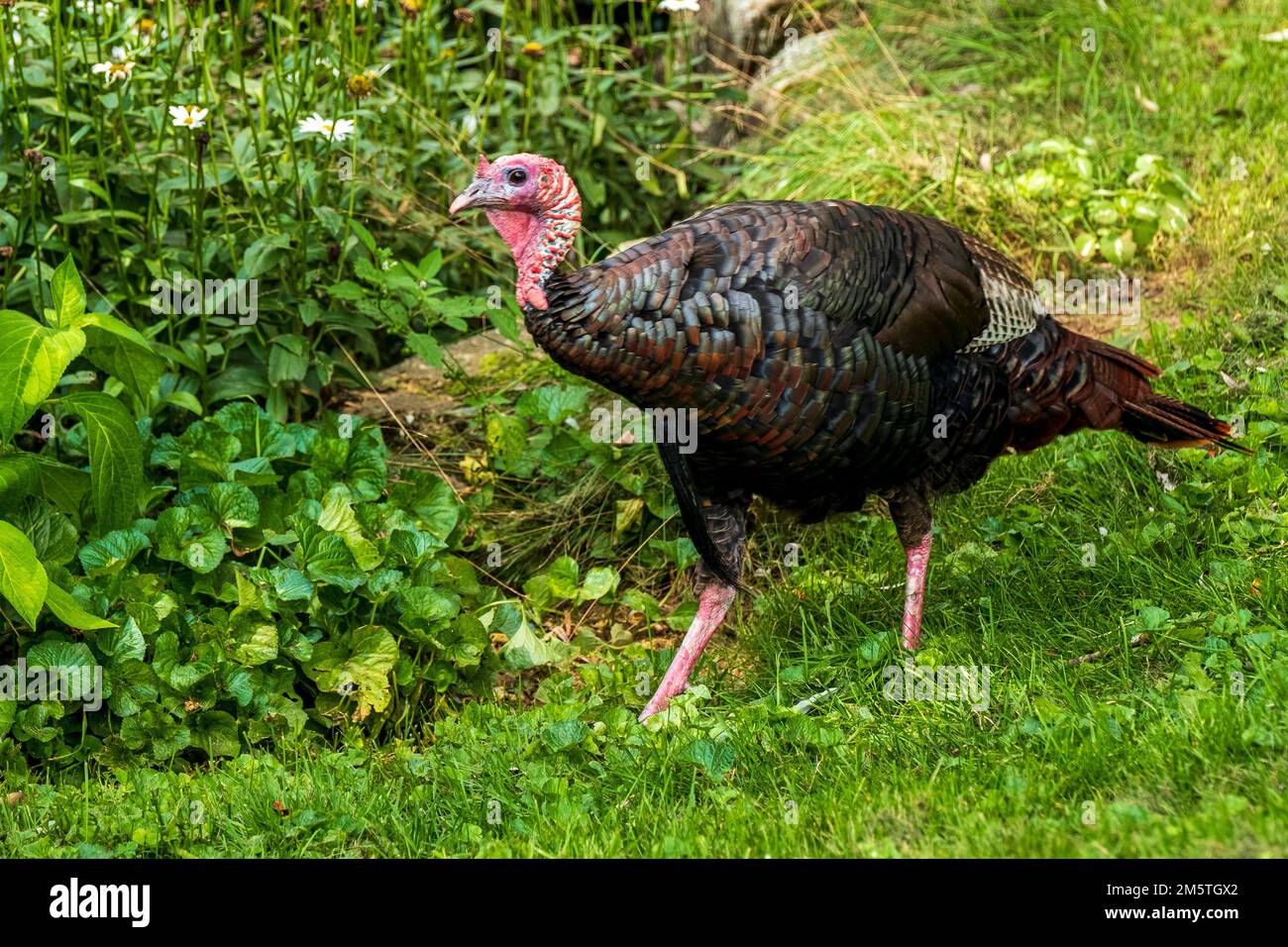 A wild turkey in Phillipston, Massachusetts Stock Photo - Alamy