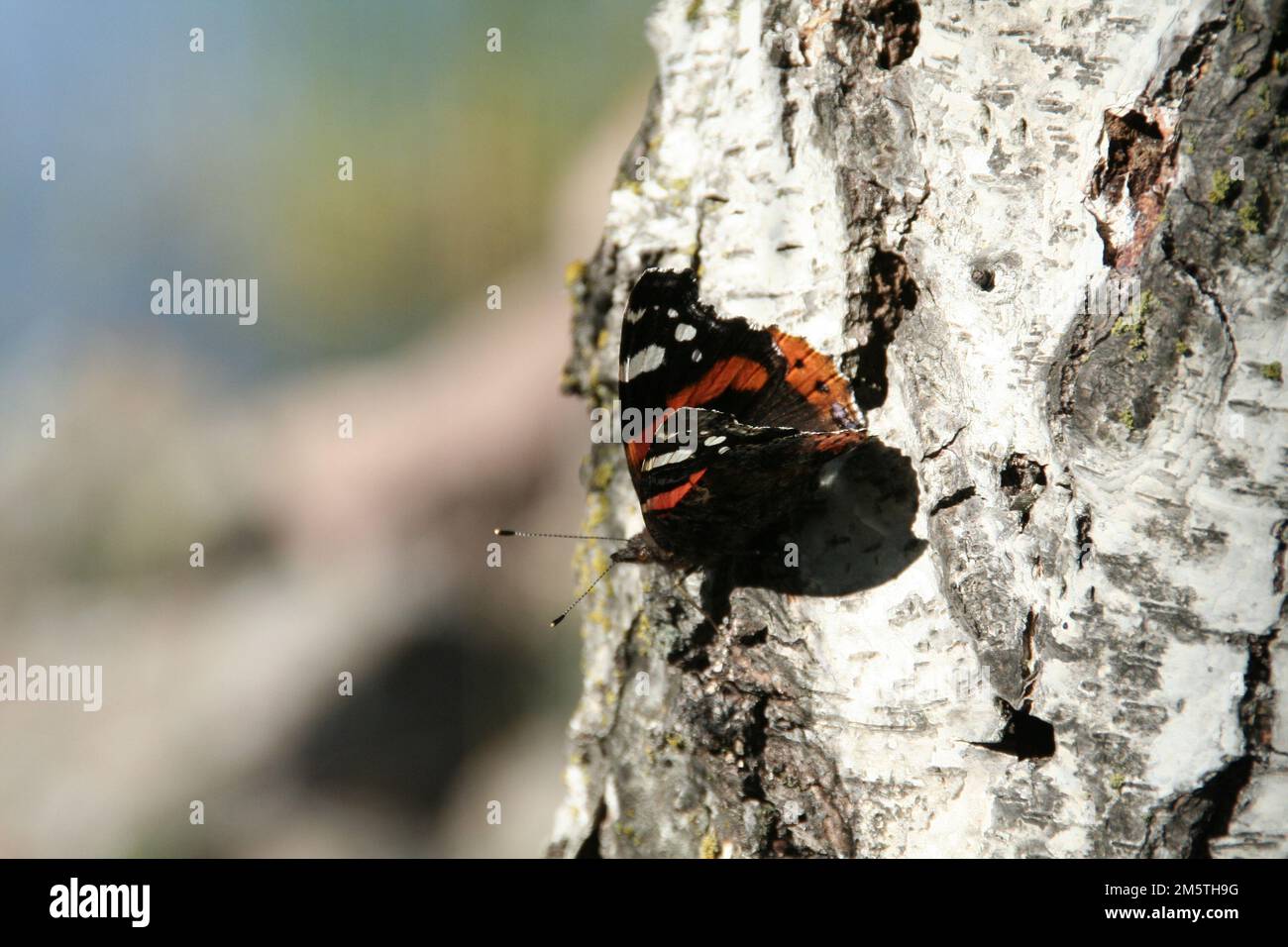 A macro shot of a small butterfly on the tree on a blurred background ...