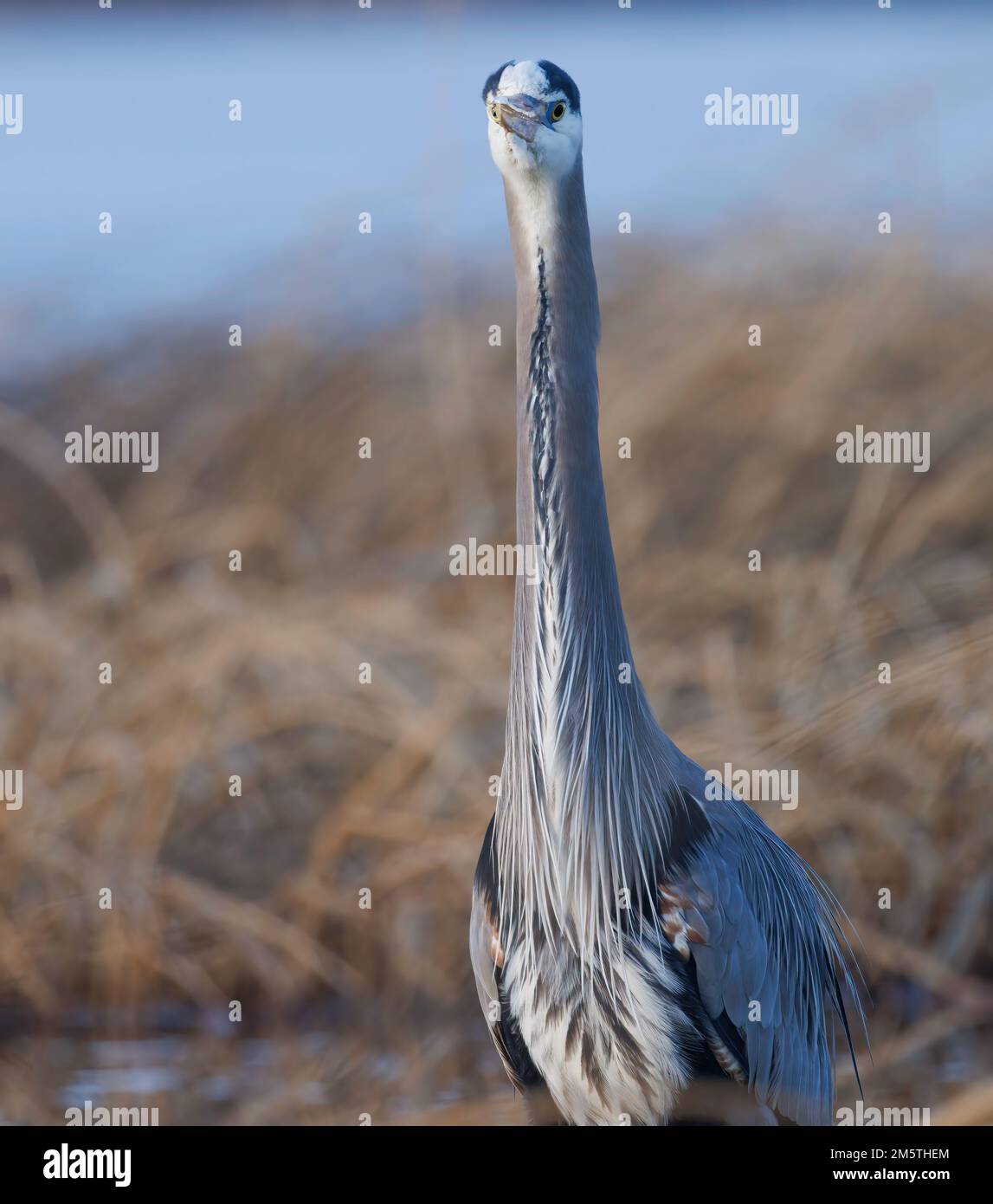 Front view of a great blue heron hi-res stock photography and images ...