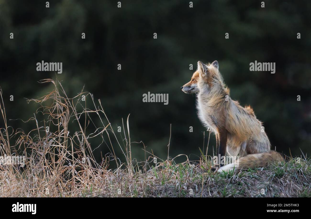 Red fox sitting on hill hi-res stock photography and images - Alamy