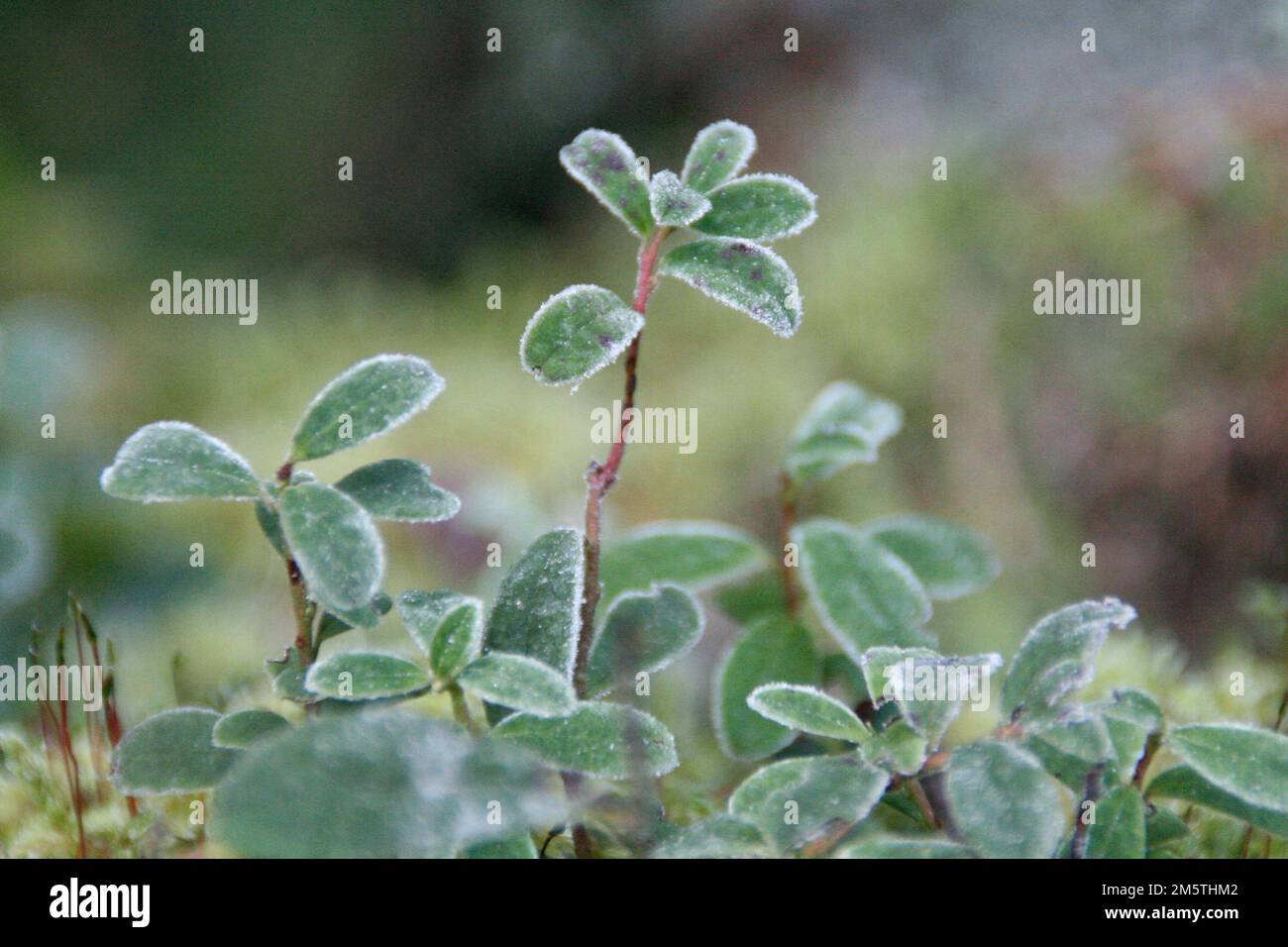 A closeup shot of green leaves isolated on a blurred background Stock ...