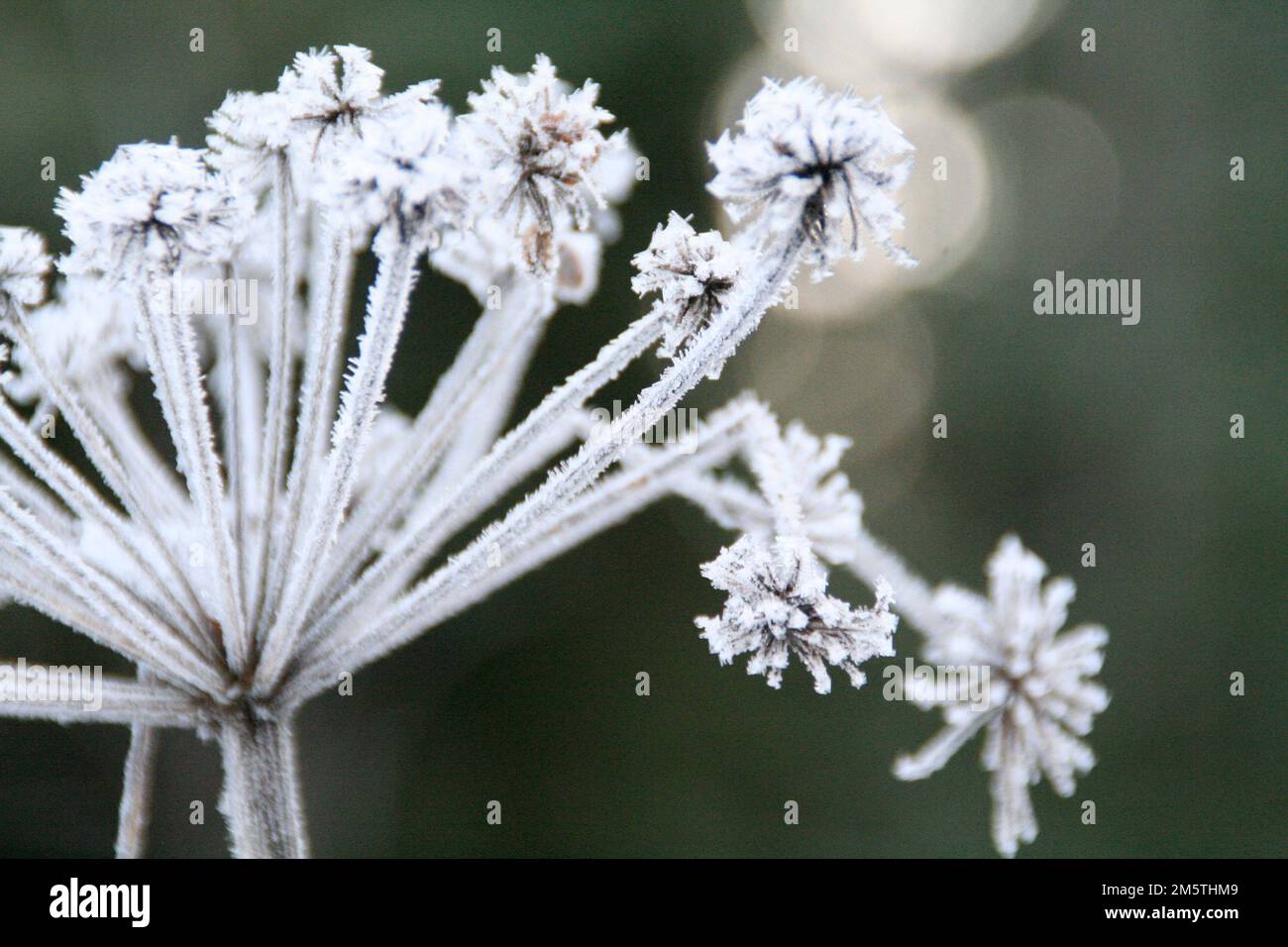 A closeup shot of frozen flowers in winter on a blurred background ...