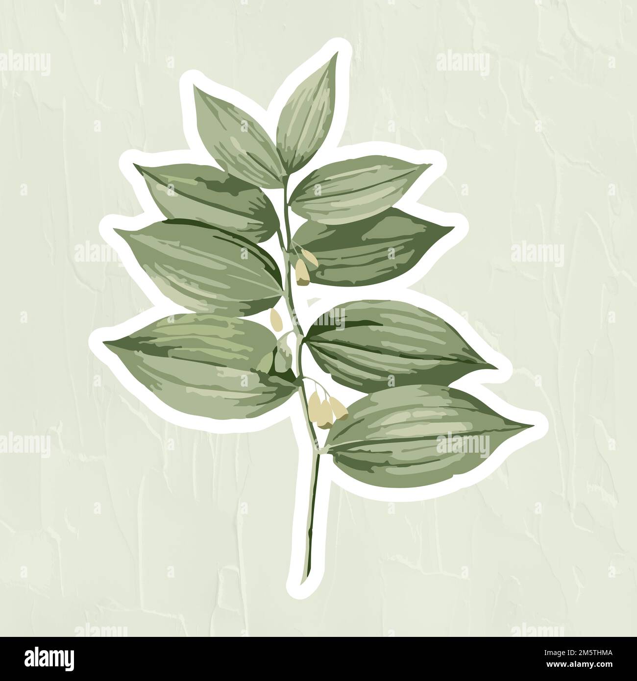 Vectorized polygonatum flower sticker overlay with a white border ...