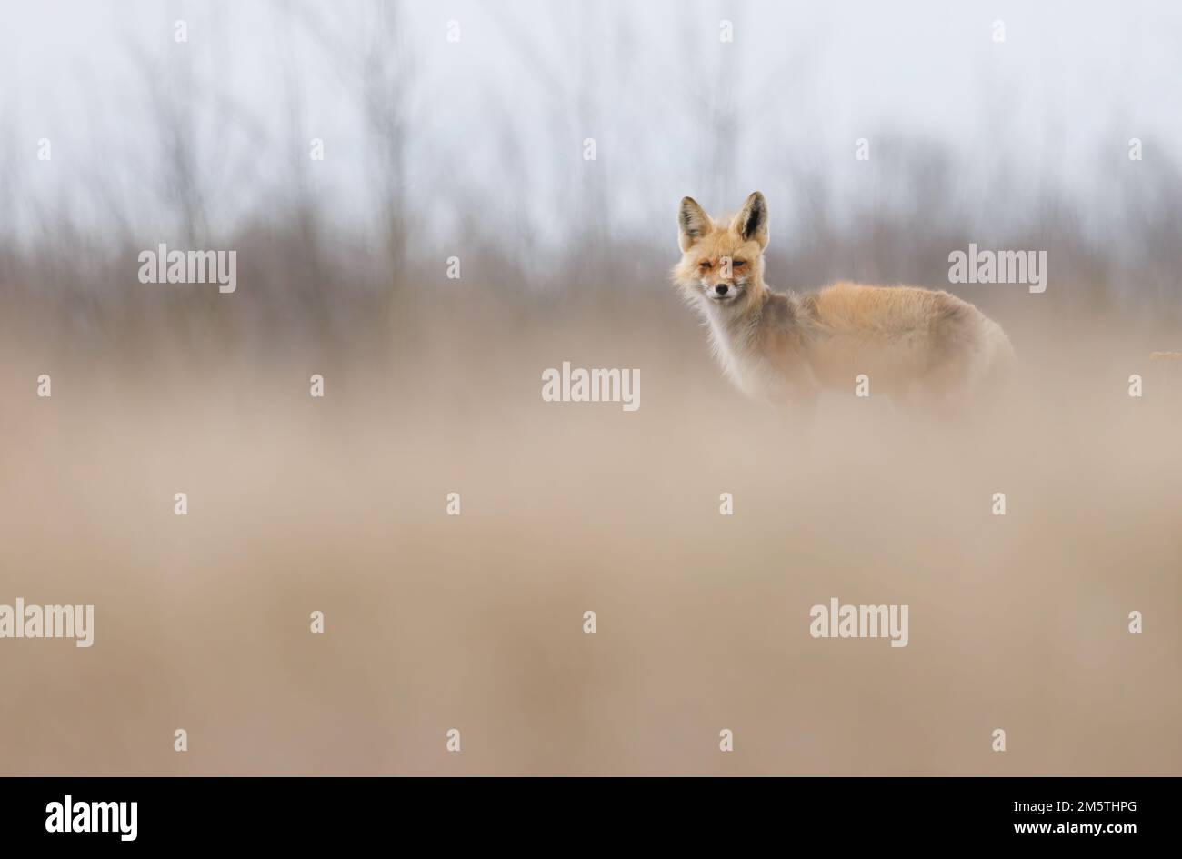 Red fox standing hi-res stock photography and images - Alamy