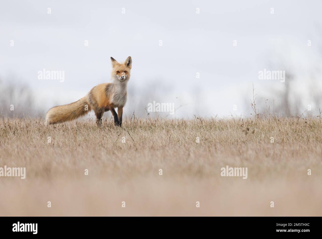 Red fox standing hi-res stock photography and images - Alamy