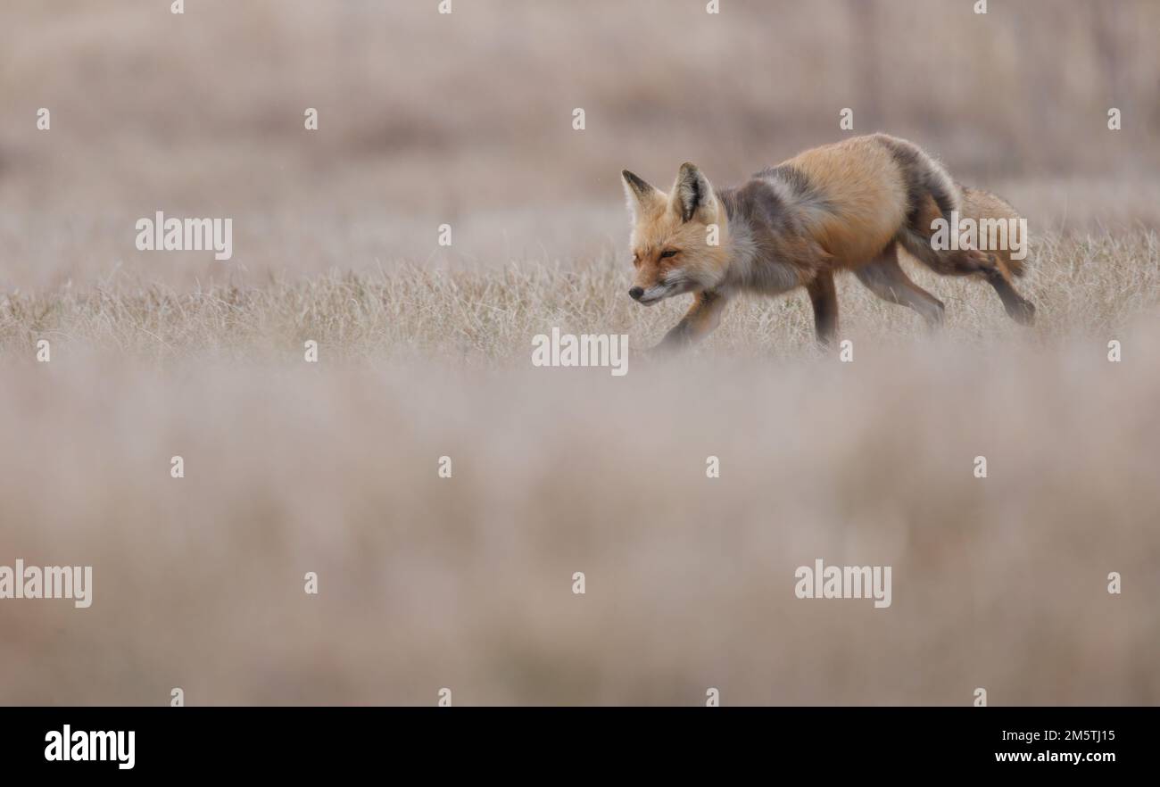 Red fox in a field hi-res stock photography and images - Alamy