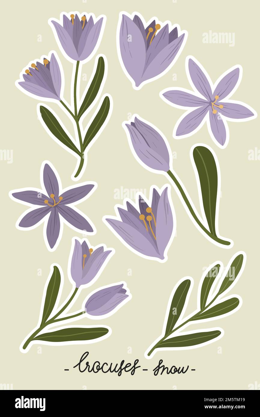 Purple crocus flower set vector Stock Vector Image & Art - Alamy