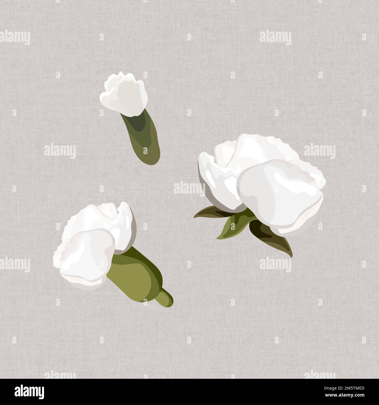 White carnation painting Stock Vector Images - Alamy