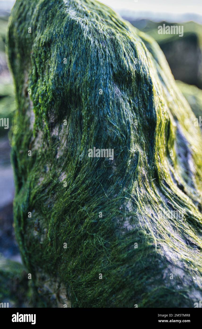 A vertical closeup shot of a rock covered with green moss on a blurred ...