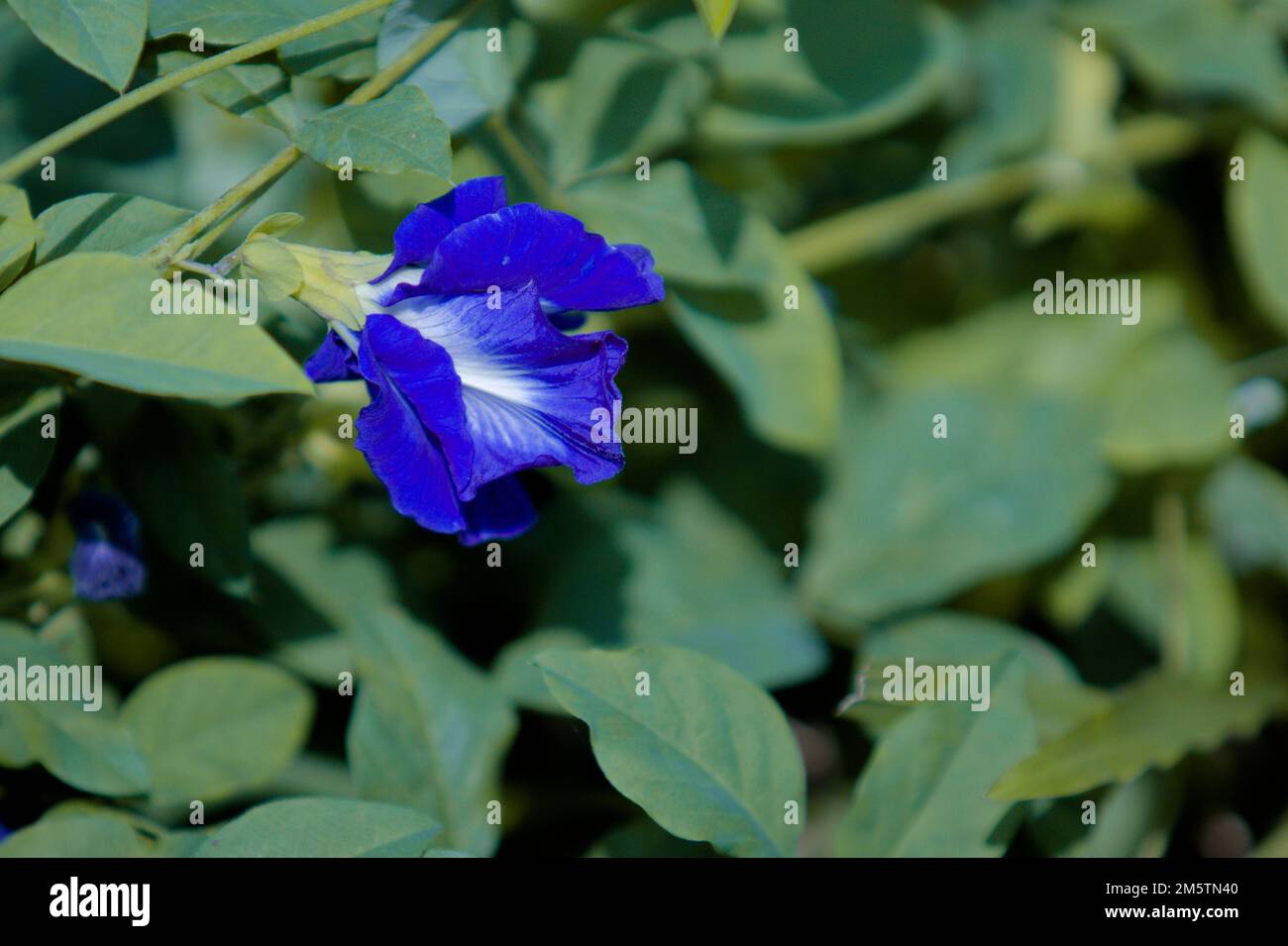 Isolated blue Clitoria ternatea L. Butterfly Pea, Blue Pea, Blue Vine ...