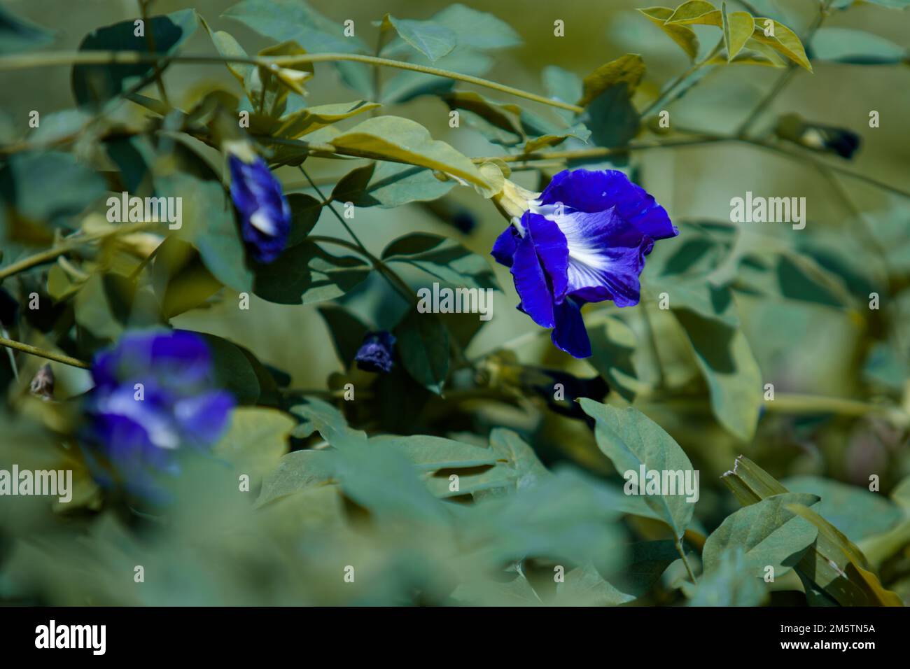 Isolated blue Clitoria ternatea L. Butterfly Pea, Blue Pea, Blue Vine ...