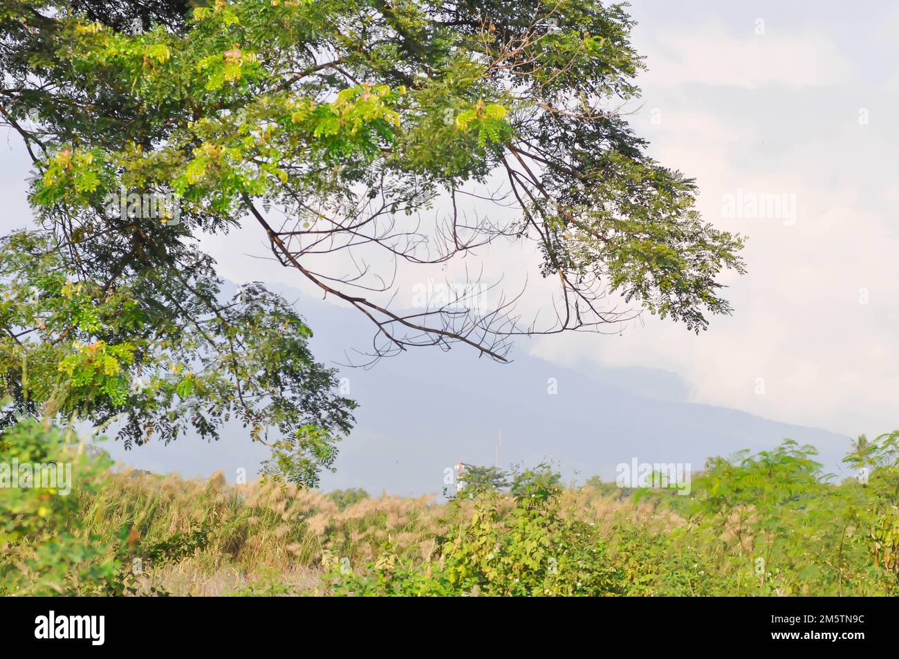 Rain tree or Samanea saman, LEGUMINOSAE MIMOSOIDEAE plant Stock Photo ...