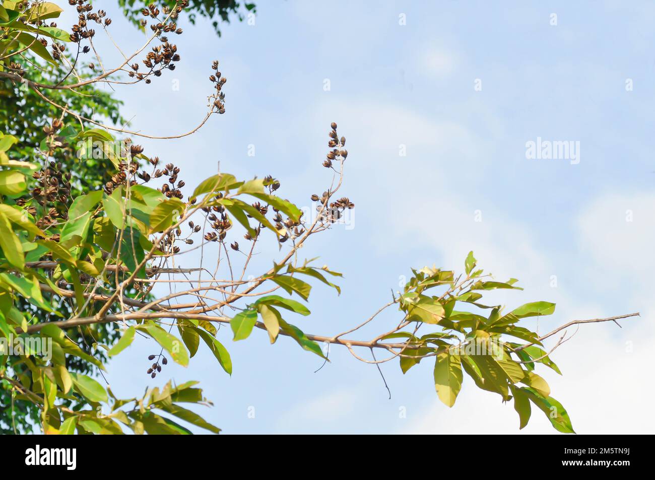 Lagerstroemia calyculata Kurz or lagerstroemia speciosa ,Queens flower ...