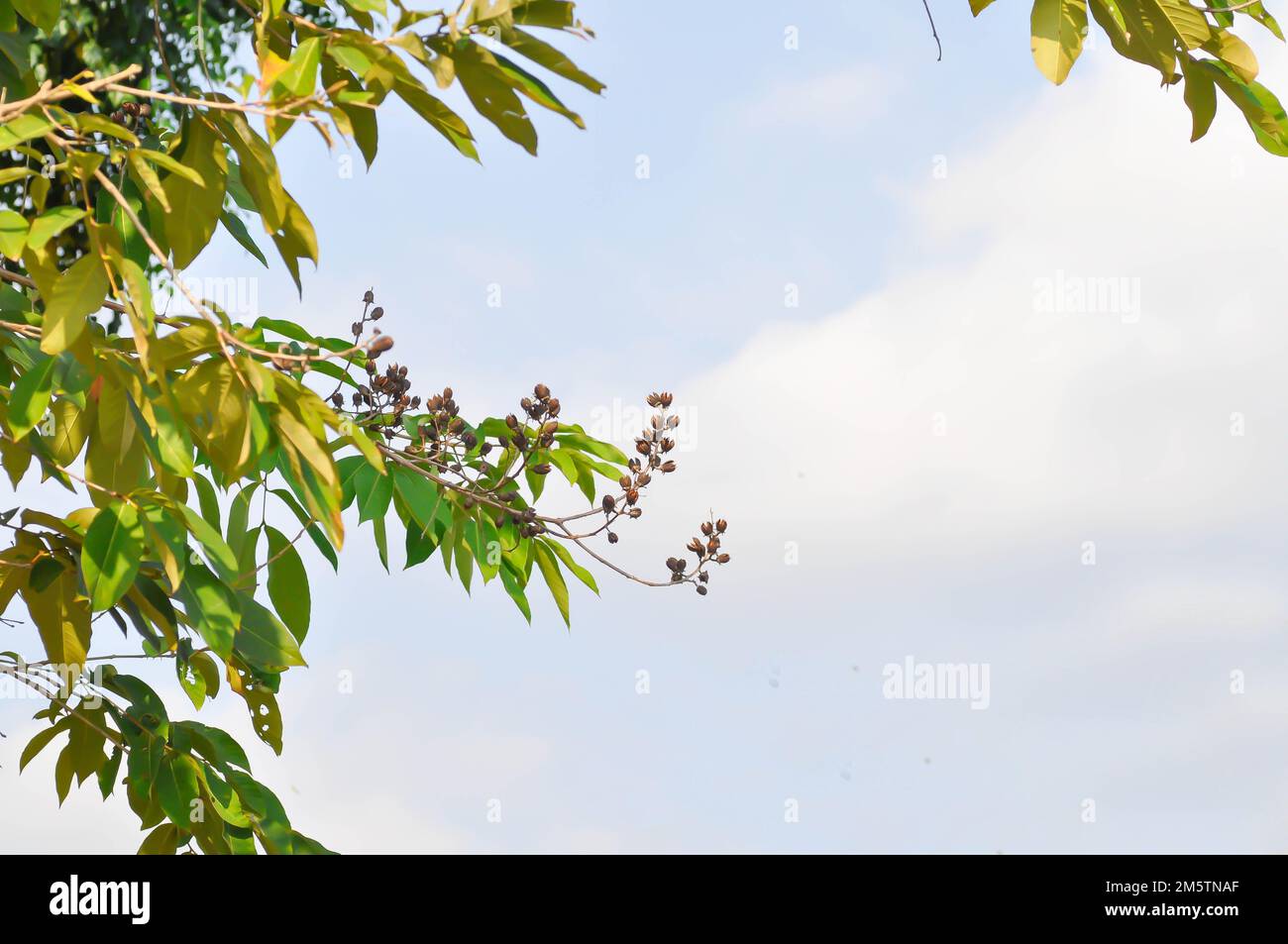 Lagerstroemia lagerstroemia speciosa lythraceae tree hi-res stock ...