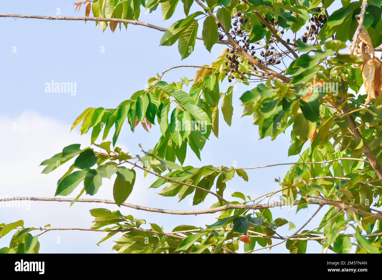 Lagerstroemia lagerstroemia speciosa lythraceae tree hi-res stock ...