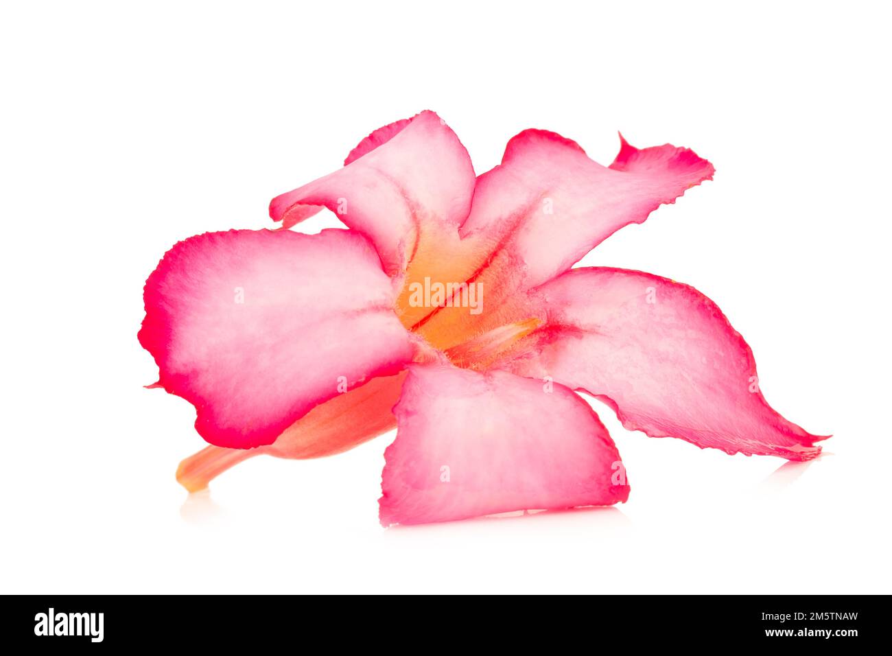 flower desert rose ro pink bigononia isolated on white background Stock ...