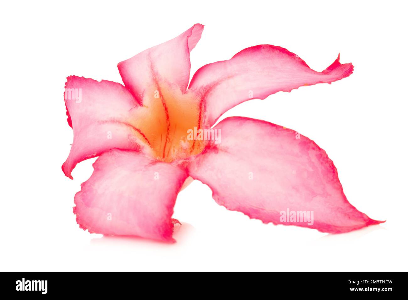 flower desert rose ro pink bigononia isolated on white background Stock ...