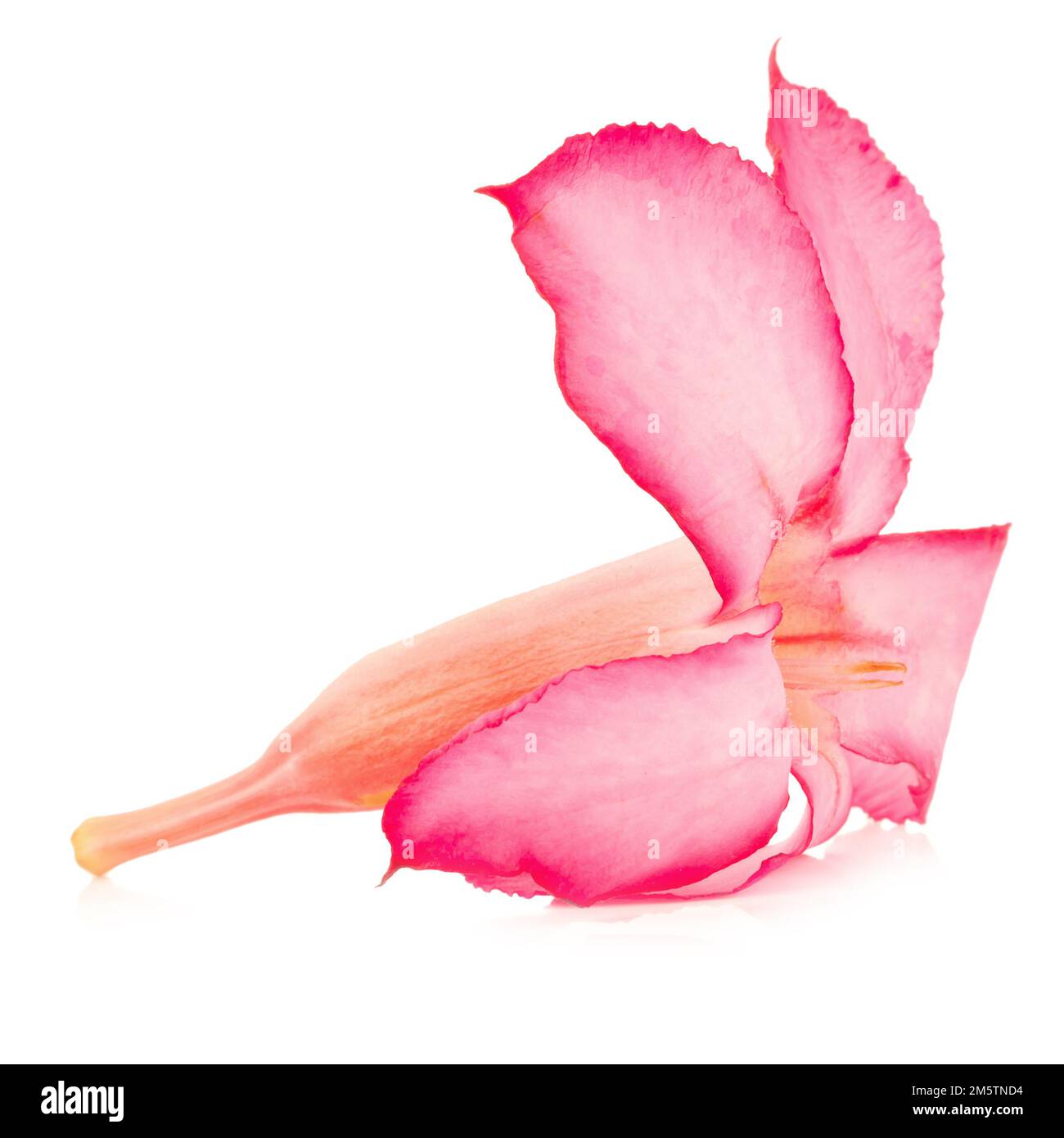 flower desert rose ro pink bigononia isolated on white background Stock ...