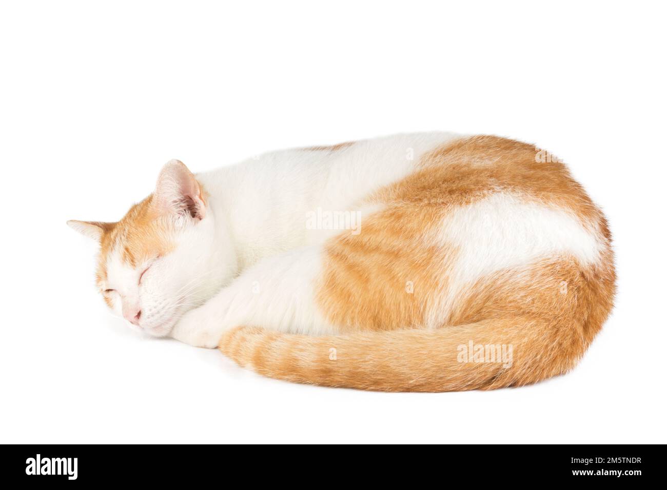 Ginger white cat sleep Cut Out Stock Images & Pictures - Alamy