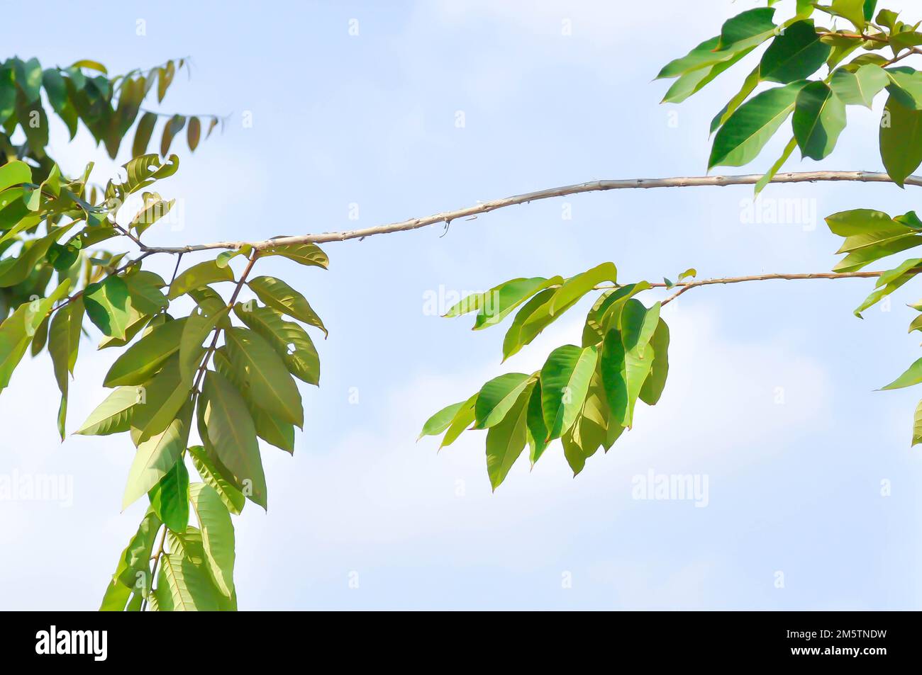 Lagerstroemia lagerstroemia speciosa lythraceae tree hi-res stock ...