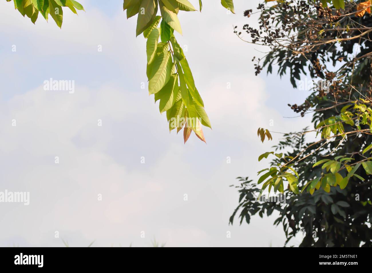 Lagerstroemia lagerstroemia speciosa lythraceae tree hi-res stock ...