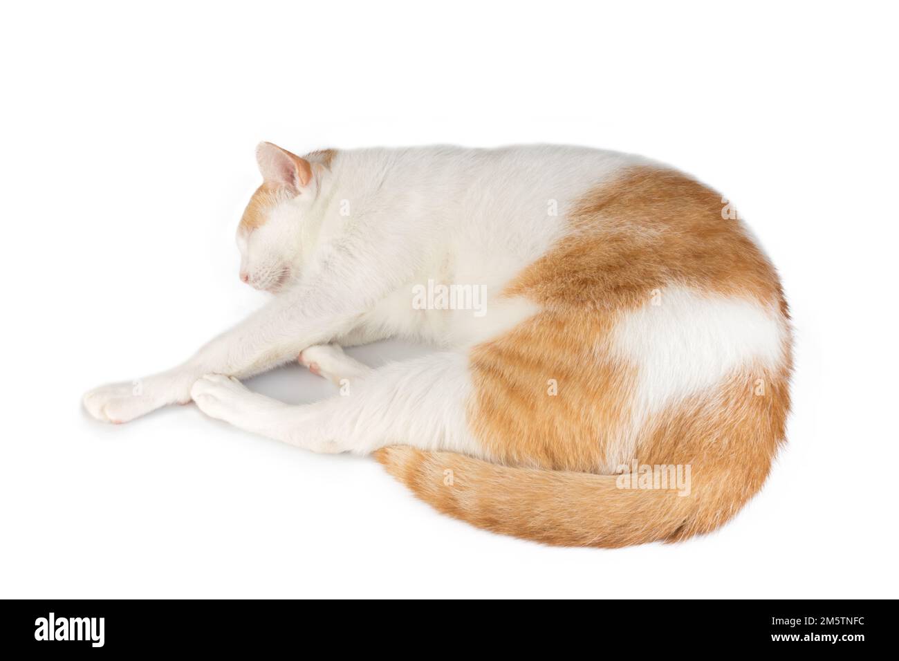 Ginger white cat sleep Cut Out Stock Images & Pictures - Alamy